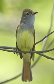 L’oiseau au faîte - Explore Verdun IDS