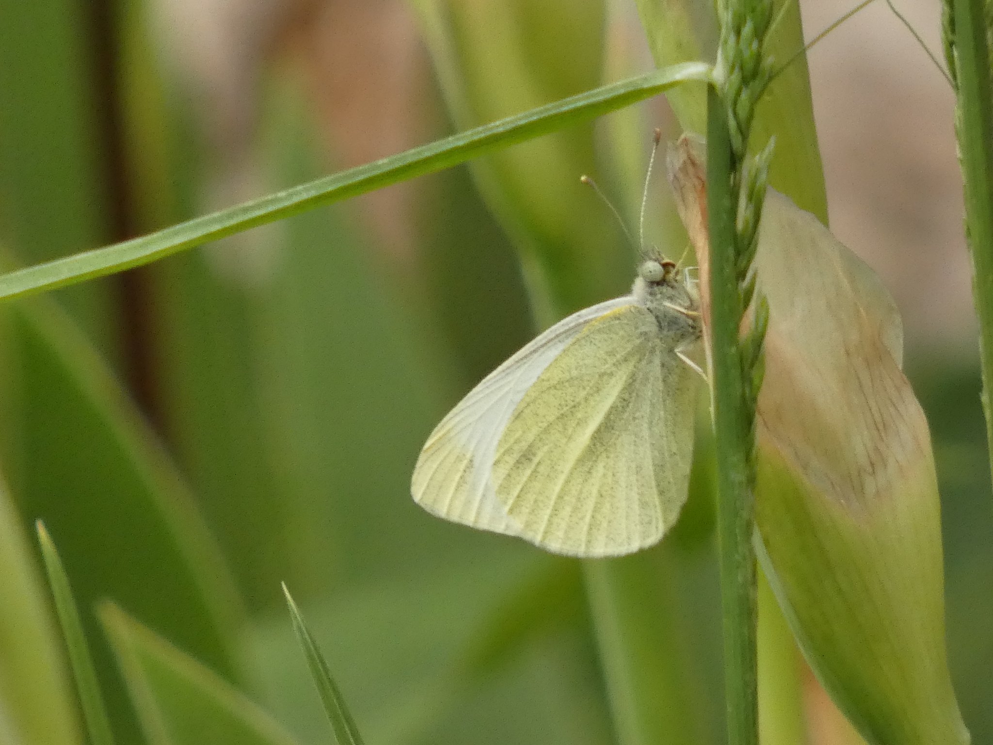 Faune et flore – Papillon blanc | Explore Verdun IDS