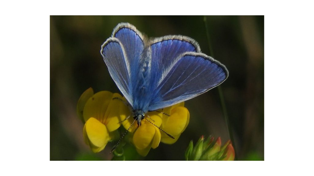 Faune et flore — Argus bleu - Explore Verdun IDS