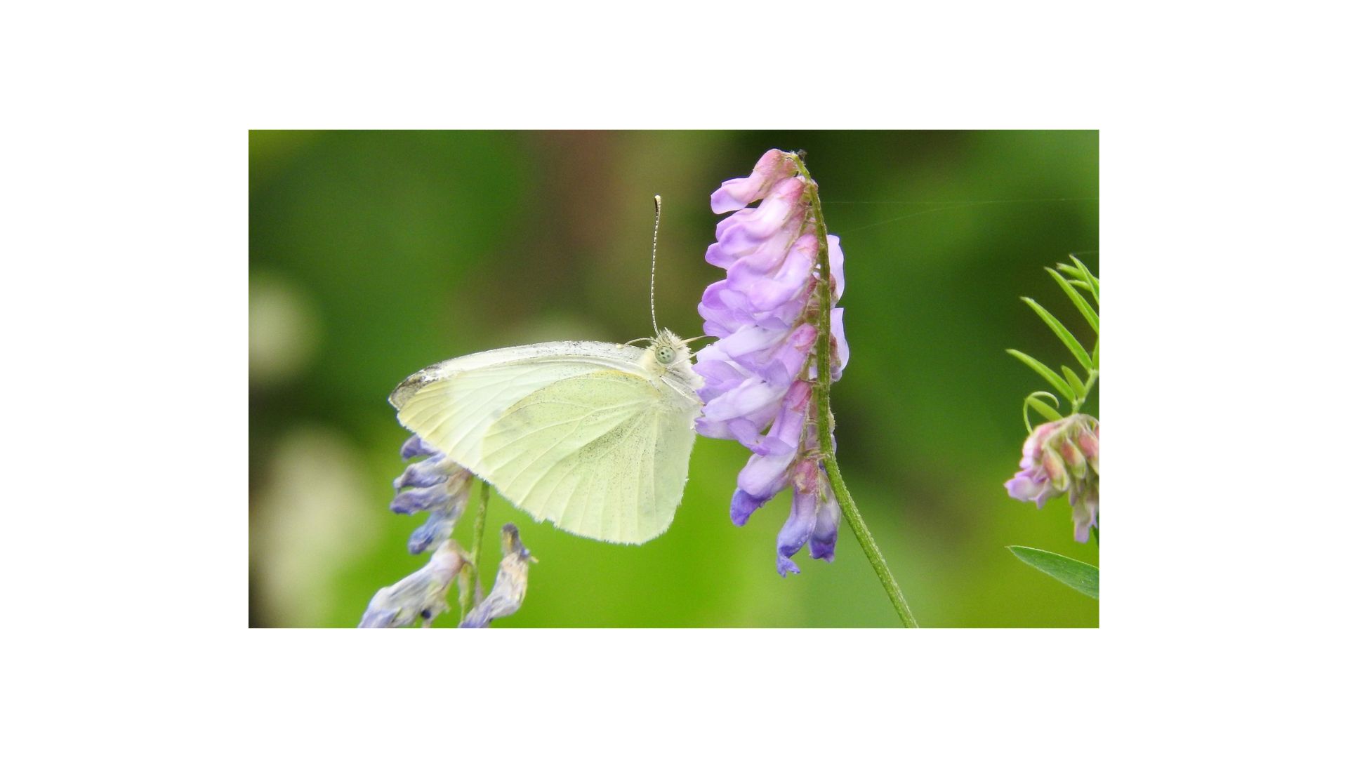 Faune et flore - Papillon blanc - Explore Verdun IDS