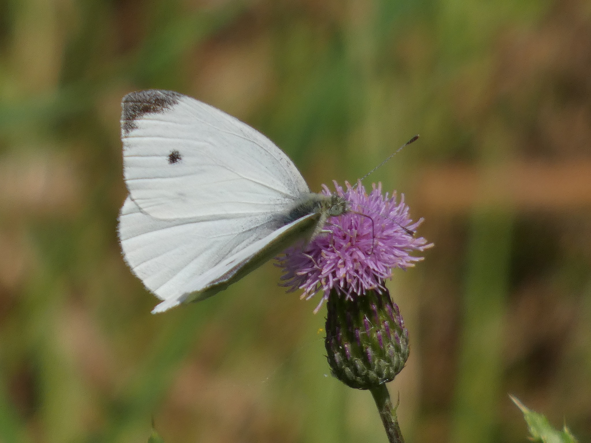 Faune et flore – Papillon blanc | Explore Verdun IDS