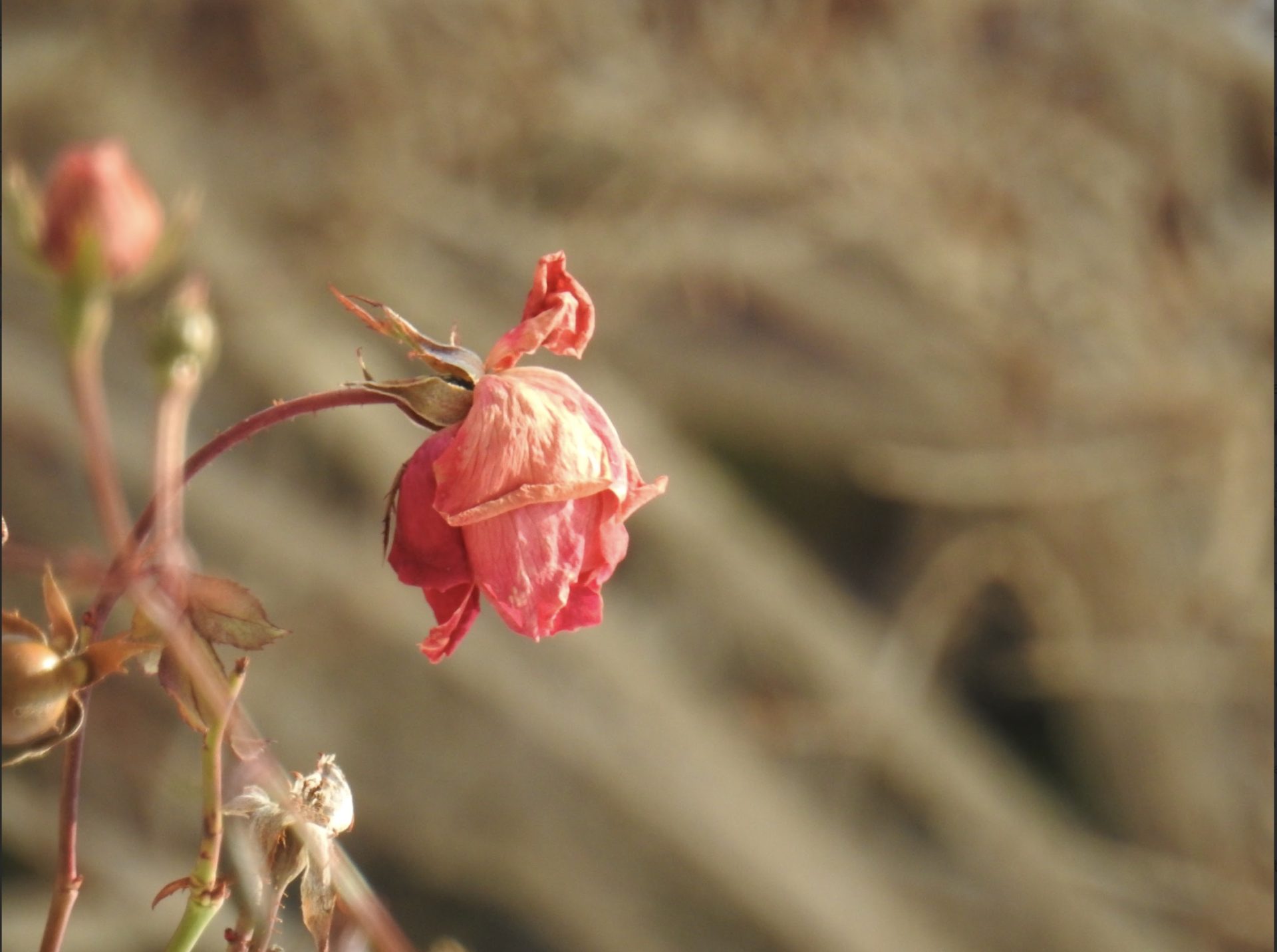 Faune et flore | Explore Verdun IDS